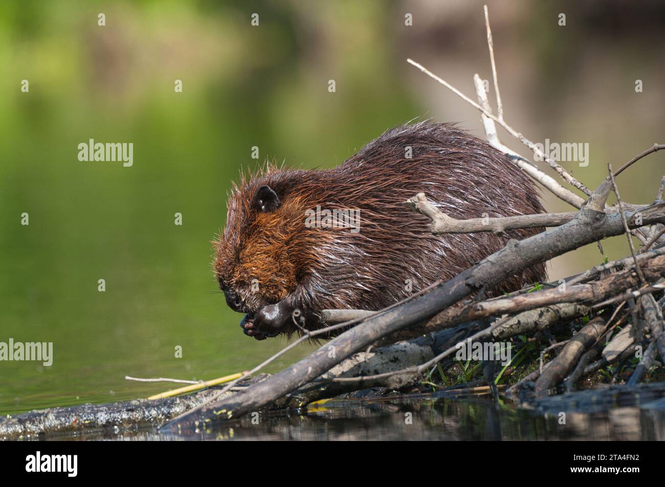 Beaver in river branch hi-res stock photography and images - Alamy