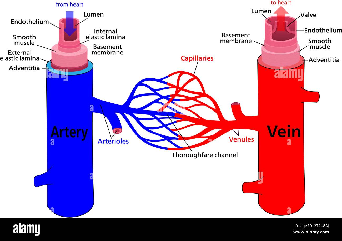 Arteries Veins And Capillaries Diagram
