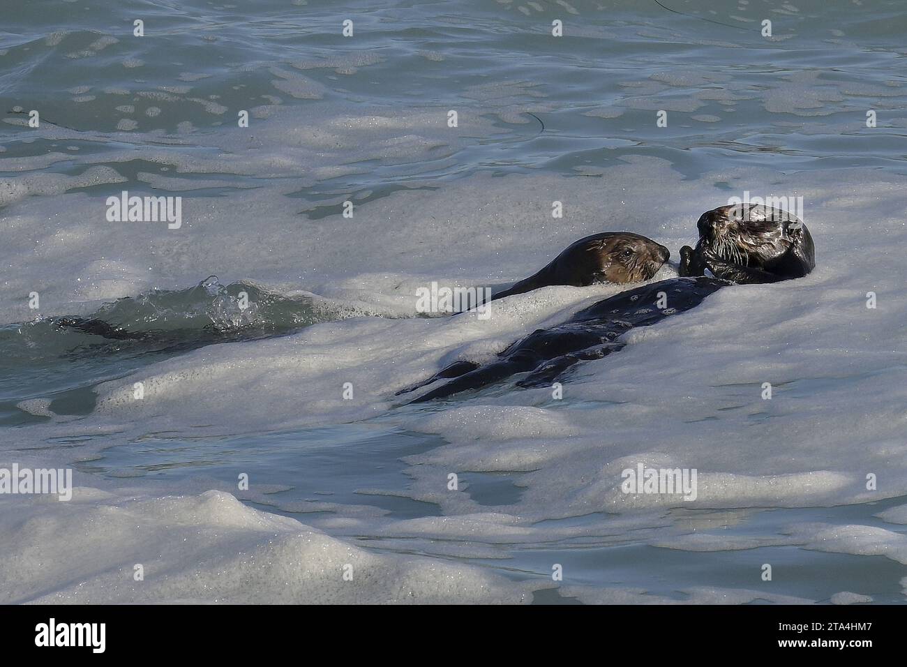 Pacific Grove, California, USA. 25th Nov, 2023. Sea Otter (Enhydra ...