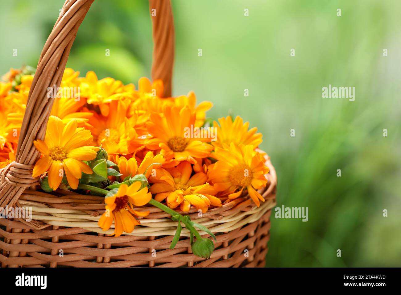 Beautiful fresh calendula flowers in wicker basket against blurred ...