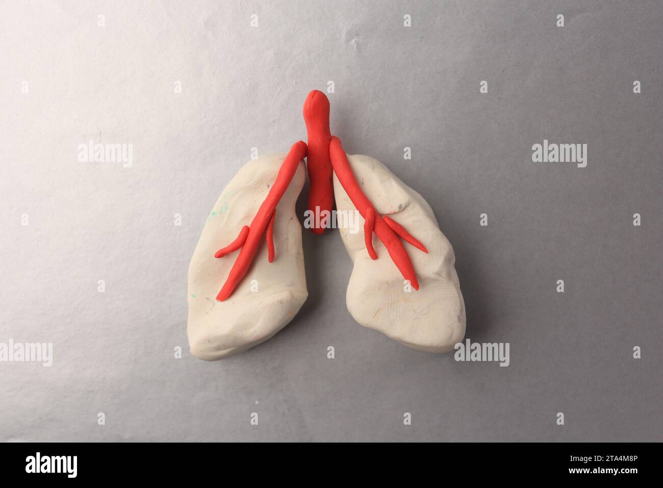 Human lungs made of plasticine on grey background, top view Stock Photo ...