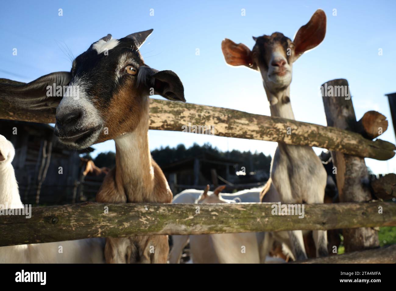 Cute goats inside of paddock at farm, low angle view Stock Photo - Alamy