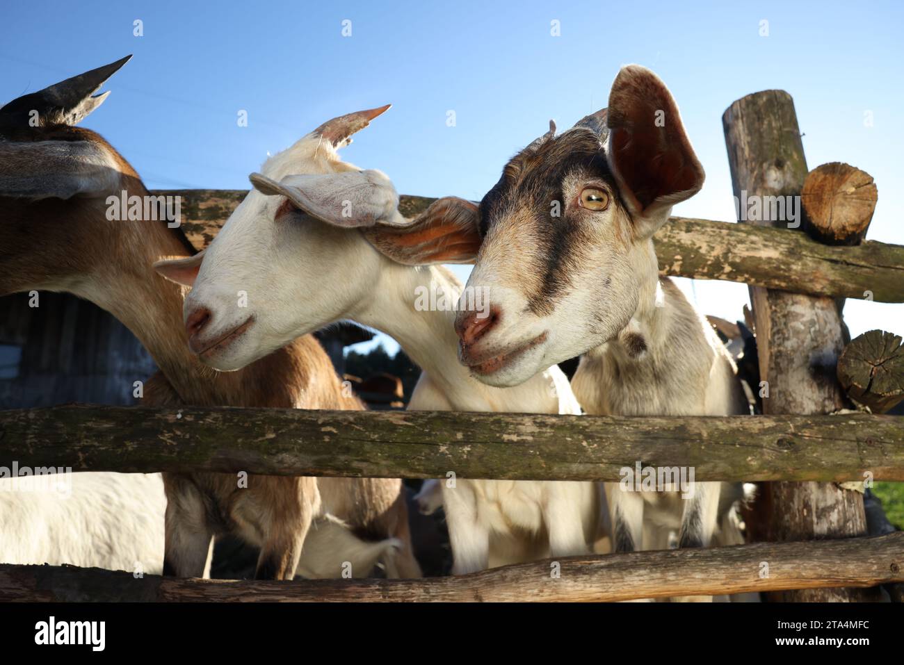Cute goats inside of paddock at farm, low angle view Stock Photo - Alamy