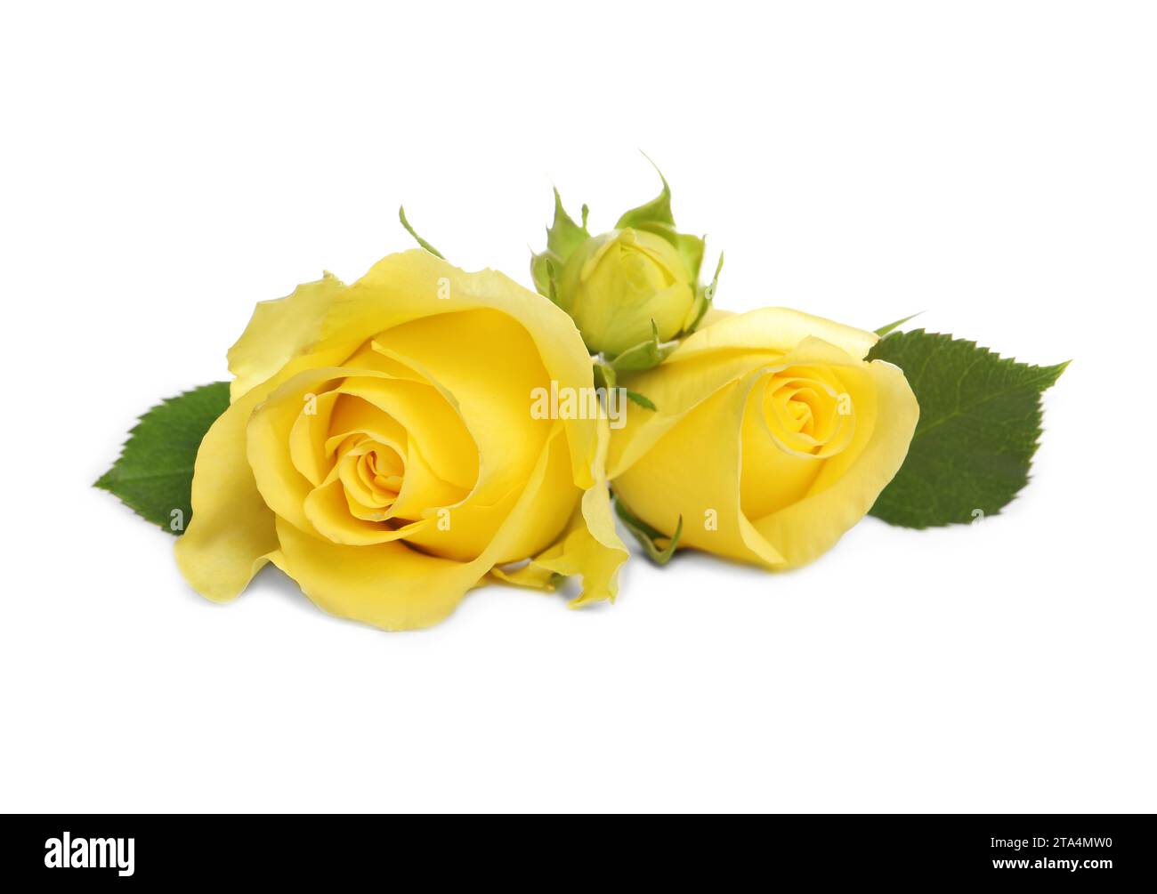 Beautiful fresh yellow roses with leaves isolated on white Stock Photo ...