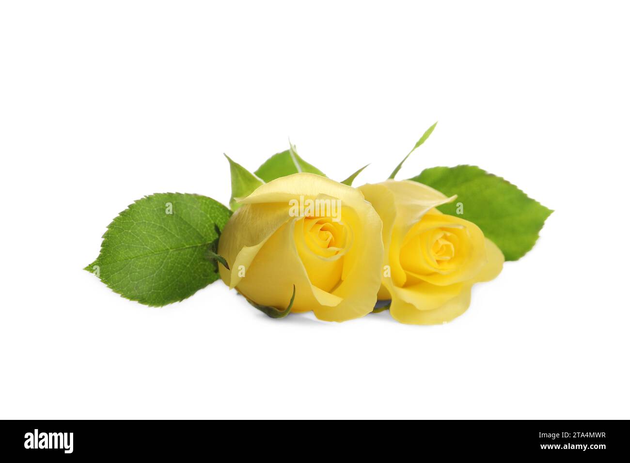 Beautiful fresh yellow roses with leaves isolated on white Stock Photo ...