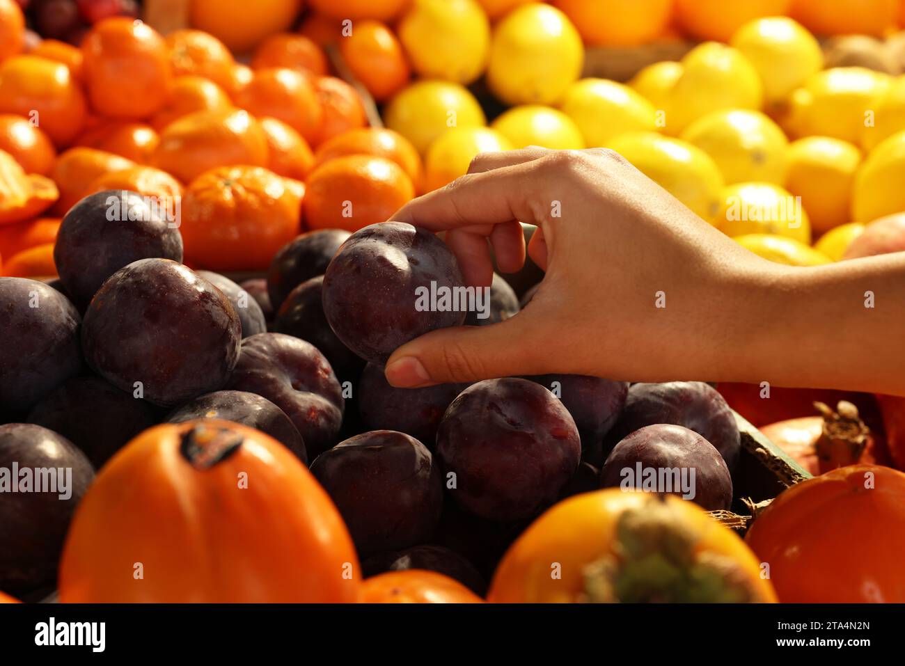 Woman picking ripe plum hi-res stock photography and images - Alamy