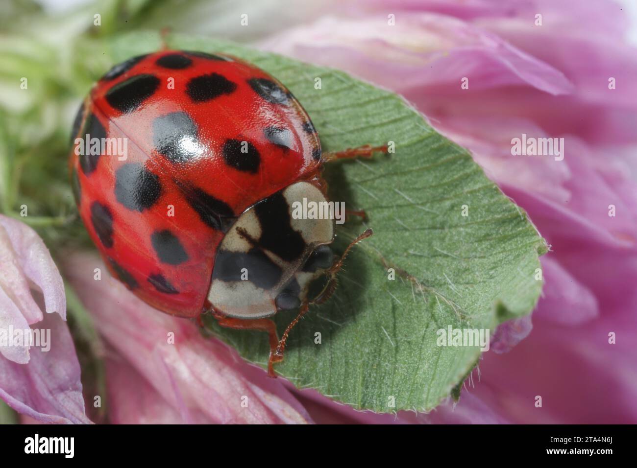 Little red ladybug on pink hi-res stock photography and images - Alamy