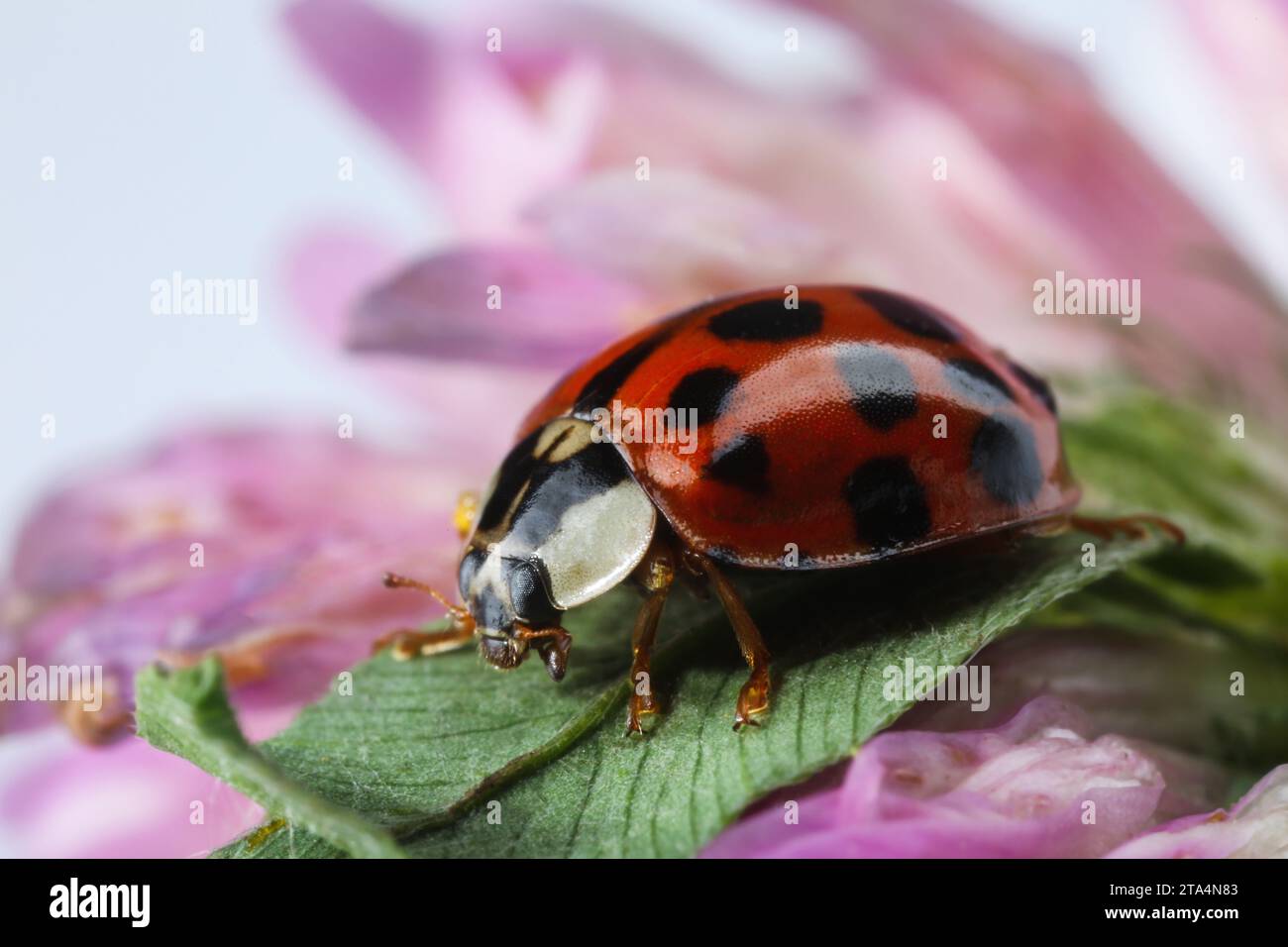 Little red ladybug on pink hi-res stock photography and images - Alamy