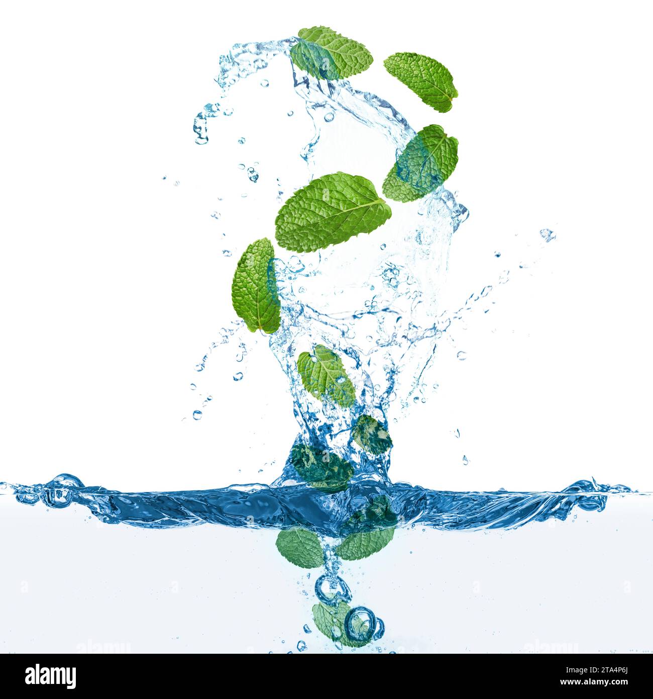 Mint leaves falling into water on white background Stock Photo - Alamy