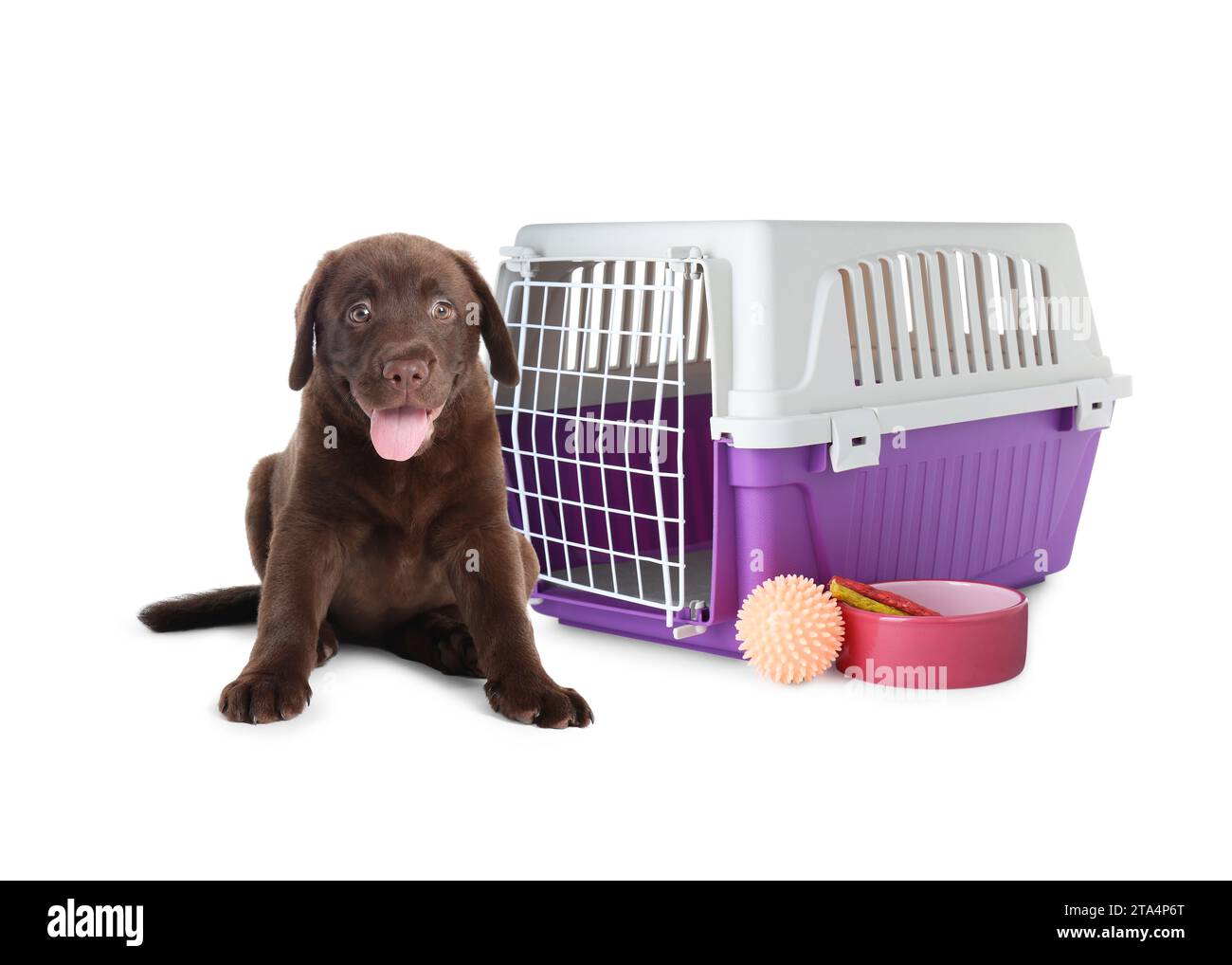 Cute chocolate Labrador Retriever puppy, pet carrier, bowl with treat ...