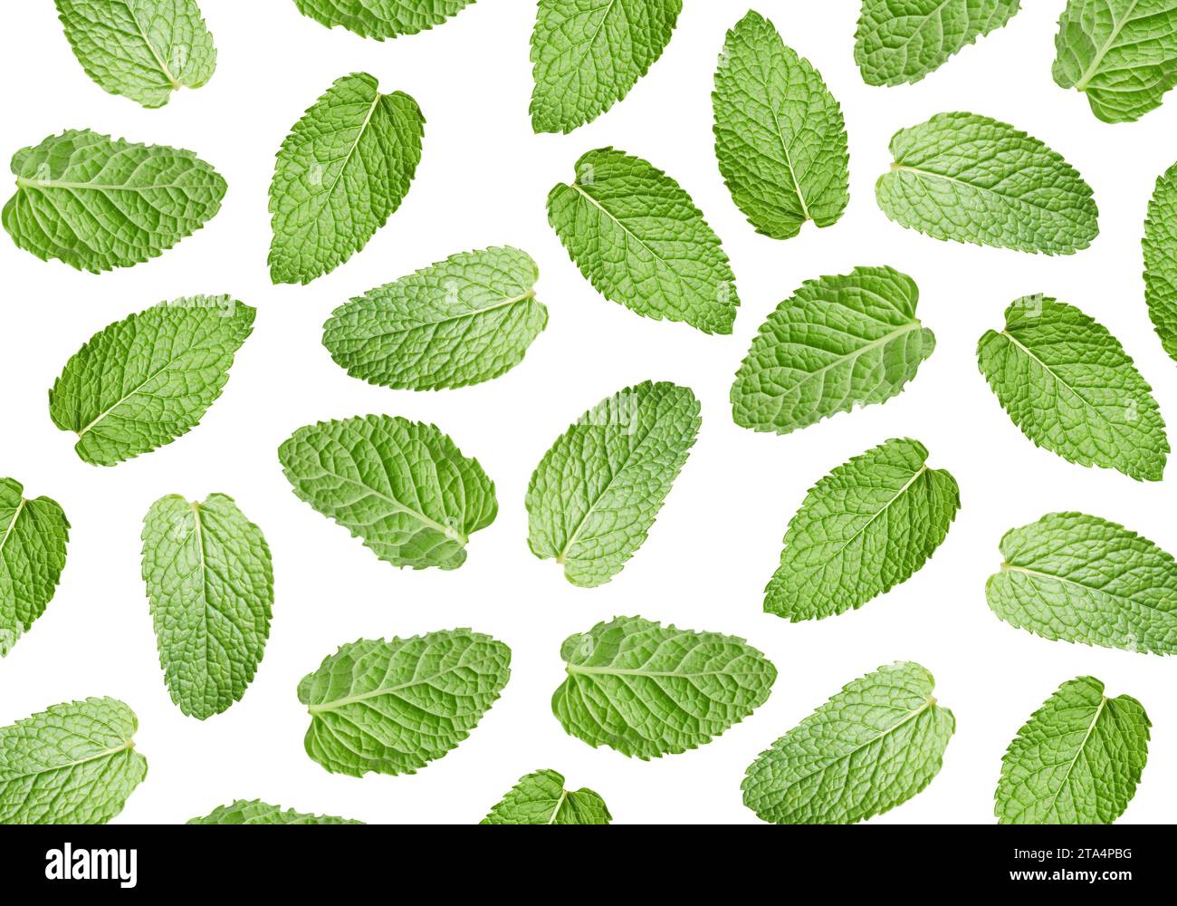 Fresh mint leaves falling on white background Stock Photo - Alamy
