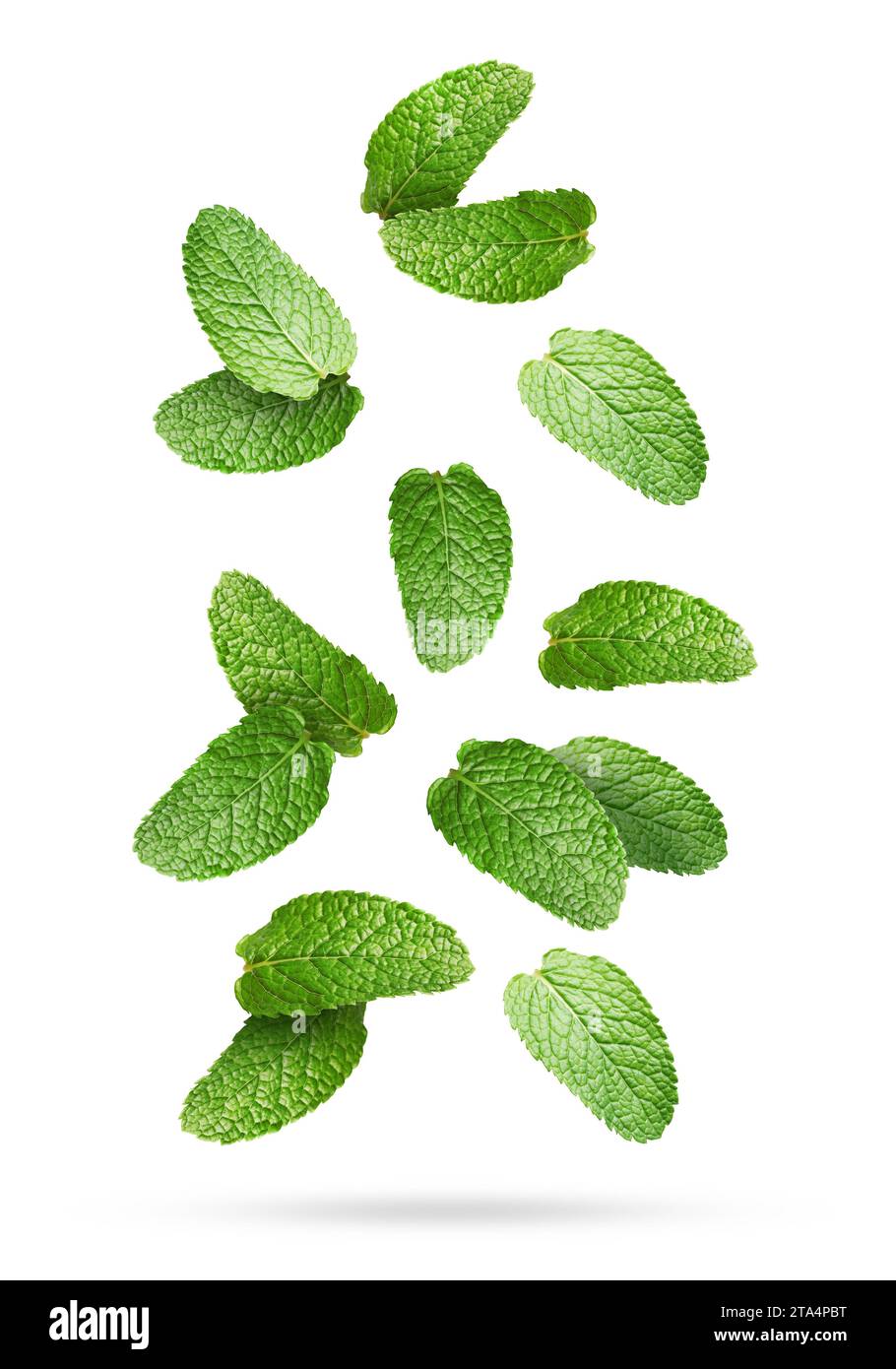 Fresh mint leaves falling on white background Stock Photo - Alamy