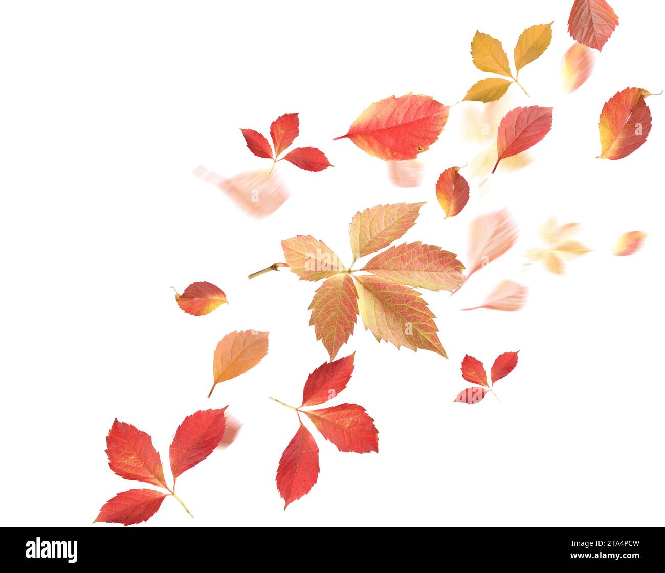 Flying autumn leaves Cut Out Stock Images & Pictures - Alamy