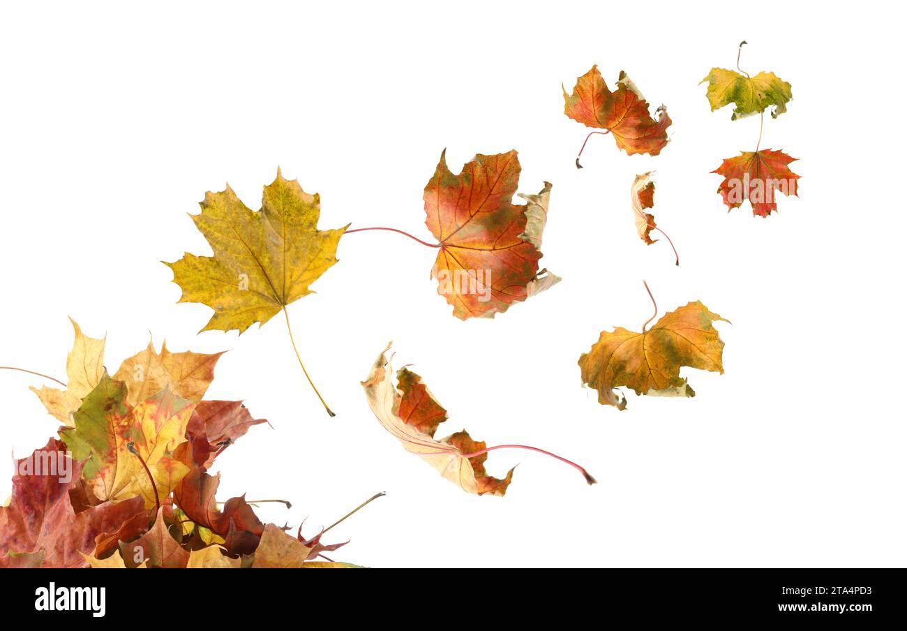 Dry autumn leaves flying on white background Stock Photo - Alamy