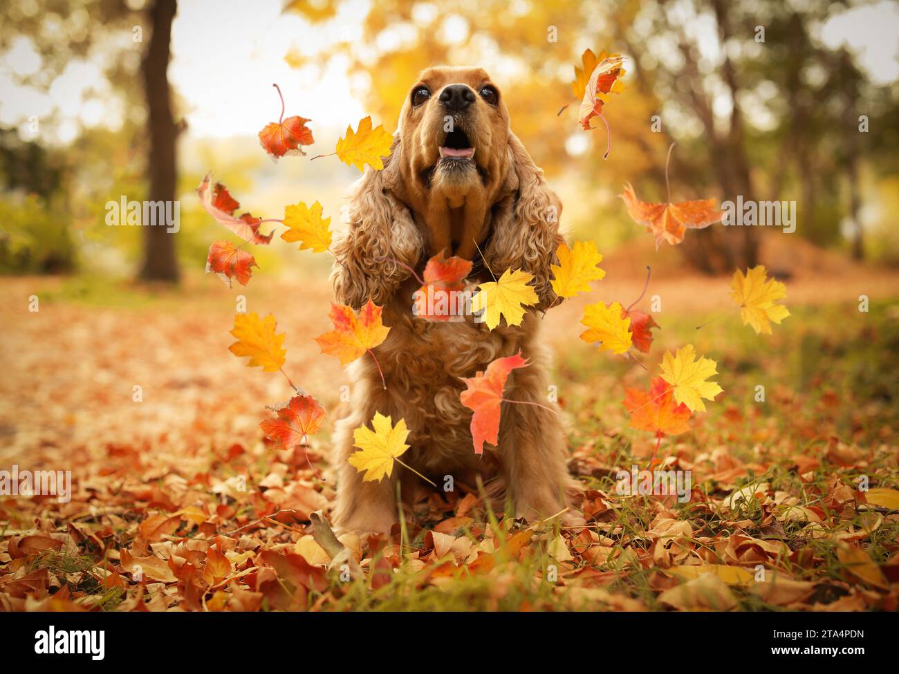 Cute Cocker Spaniel dog under falling leaves in park. Autumn walk Stock ...