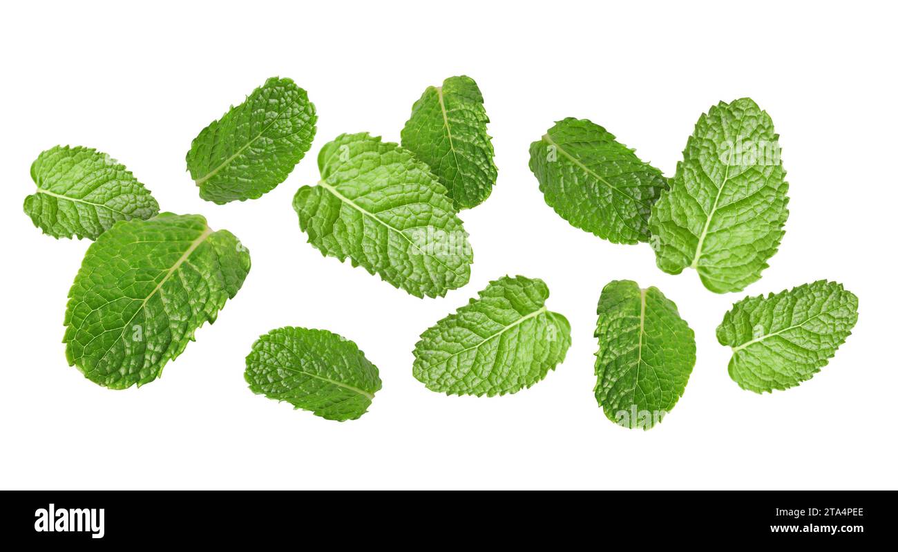 Fresh mint leaves flying on white background Stock Photo - Alamy