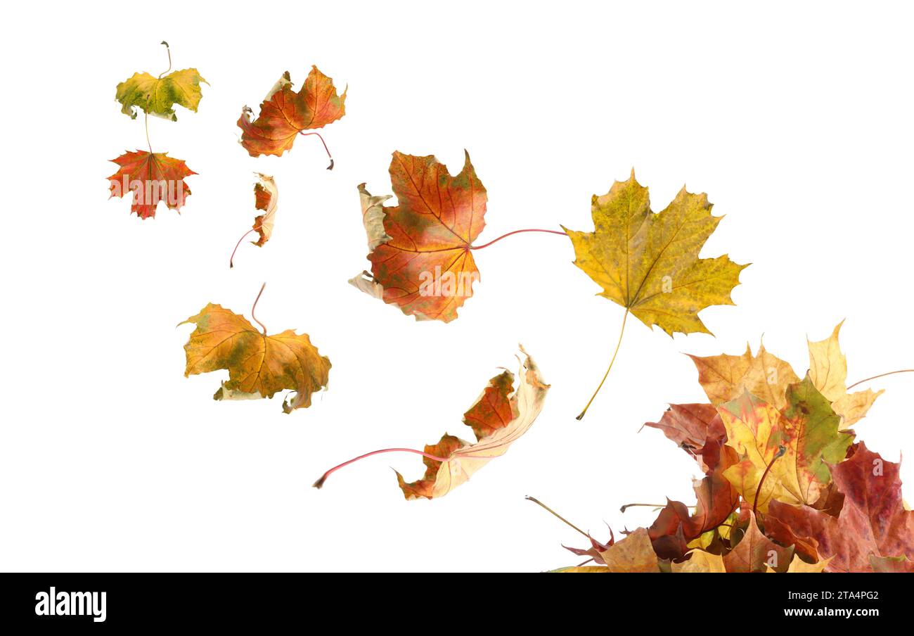 Dry autumn leaves flying on white background Stock Photo - Alamy