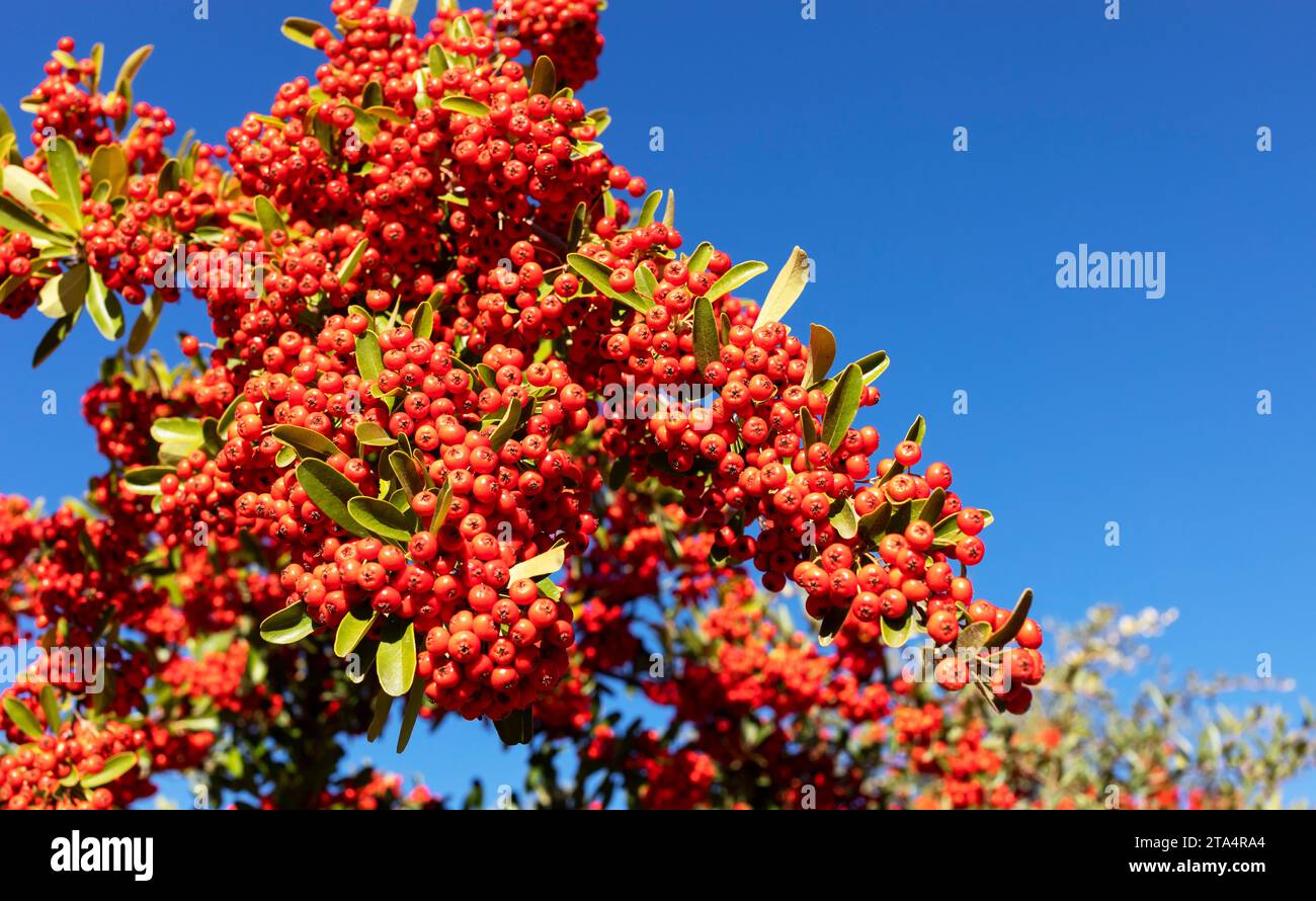 Victory pyracantha hi-res stock photography and images - Alamy