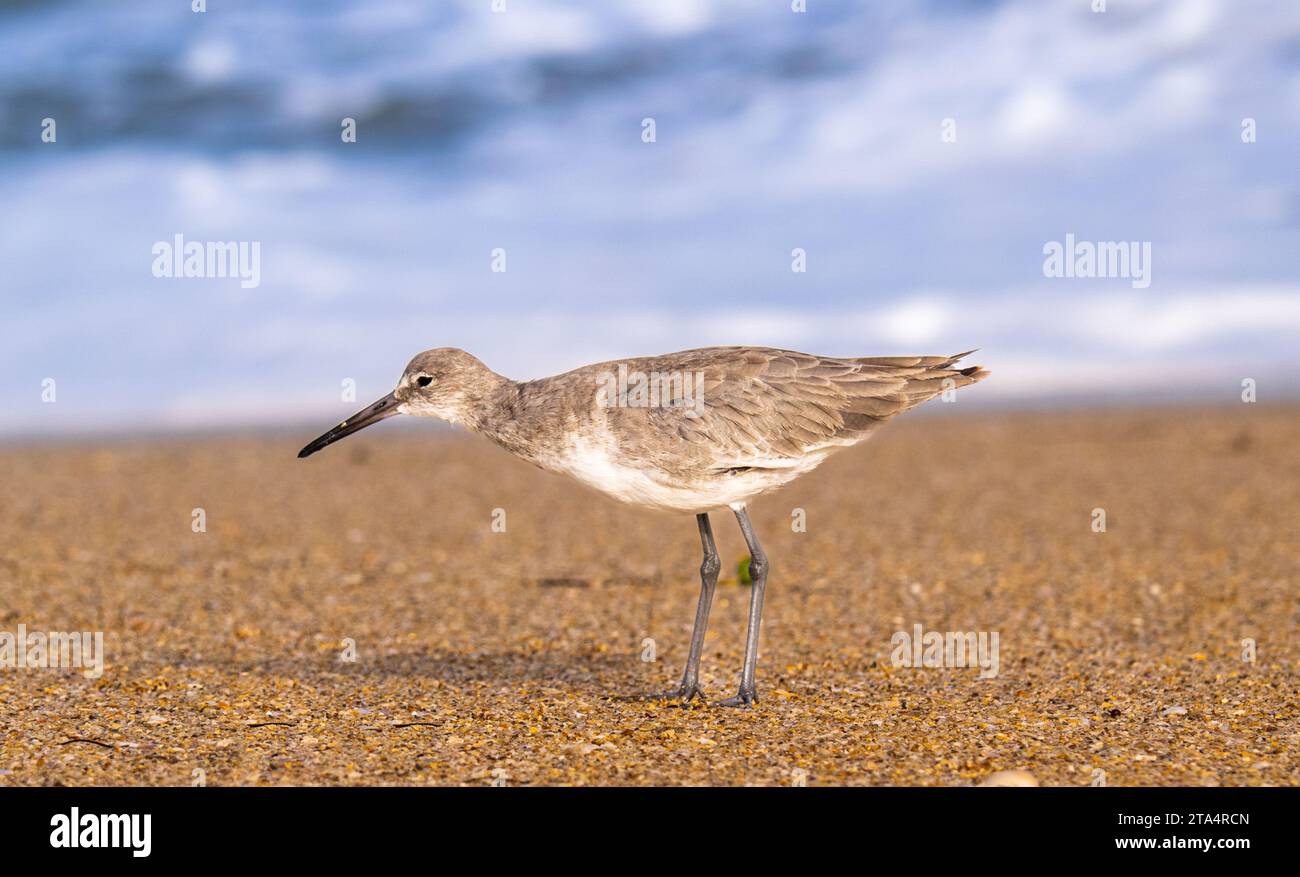Willet Bird walking along a beach Stock Photo - Alamy