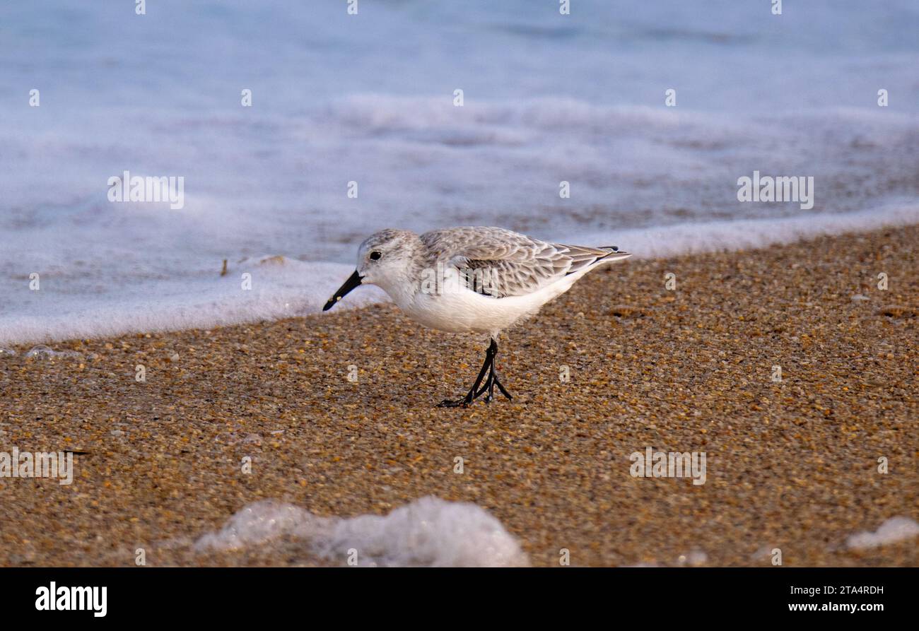 Sanderling bird walking along a beach Stock Photo - Alamy