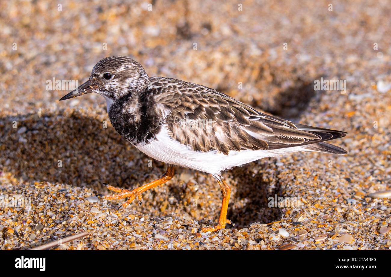 Long legged bird walking hi-res stock photography and images - Alamy