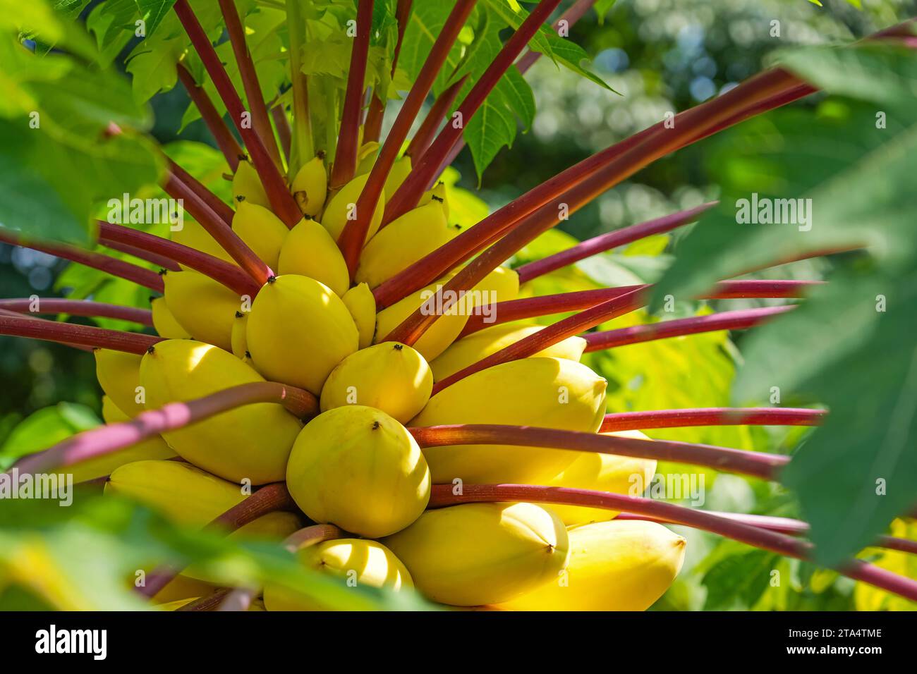Big ripening yellow papaya fruits papayas on the tree with big green ...