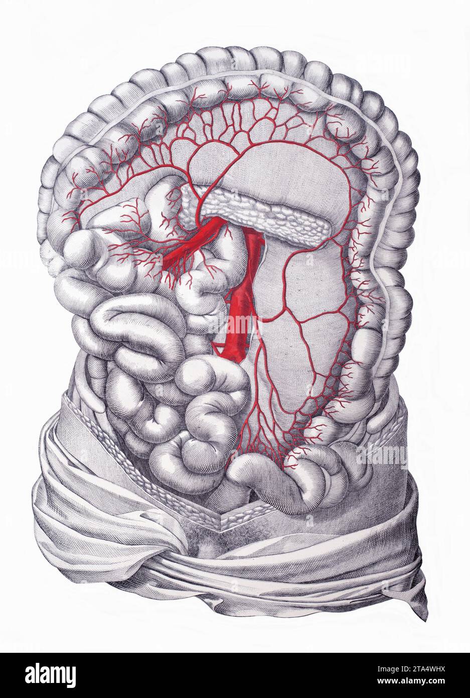 Abdominal arteries, illustration Stock Photo - Alamy