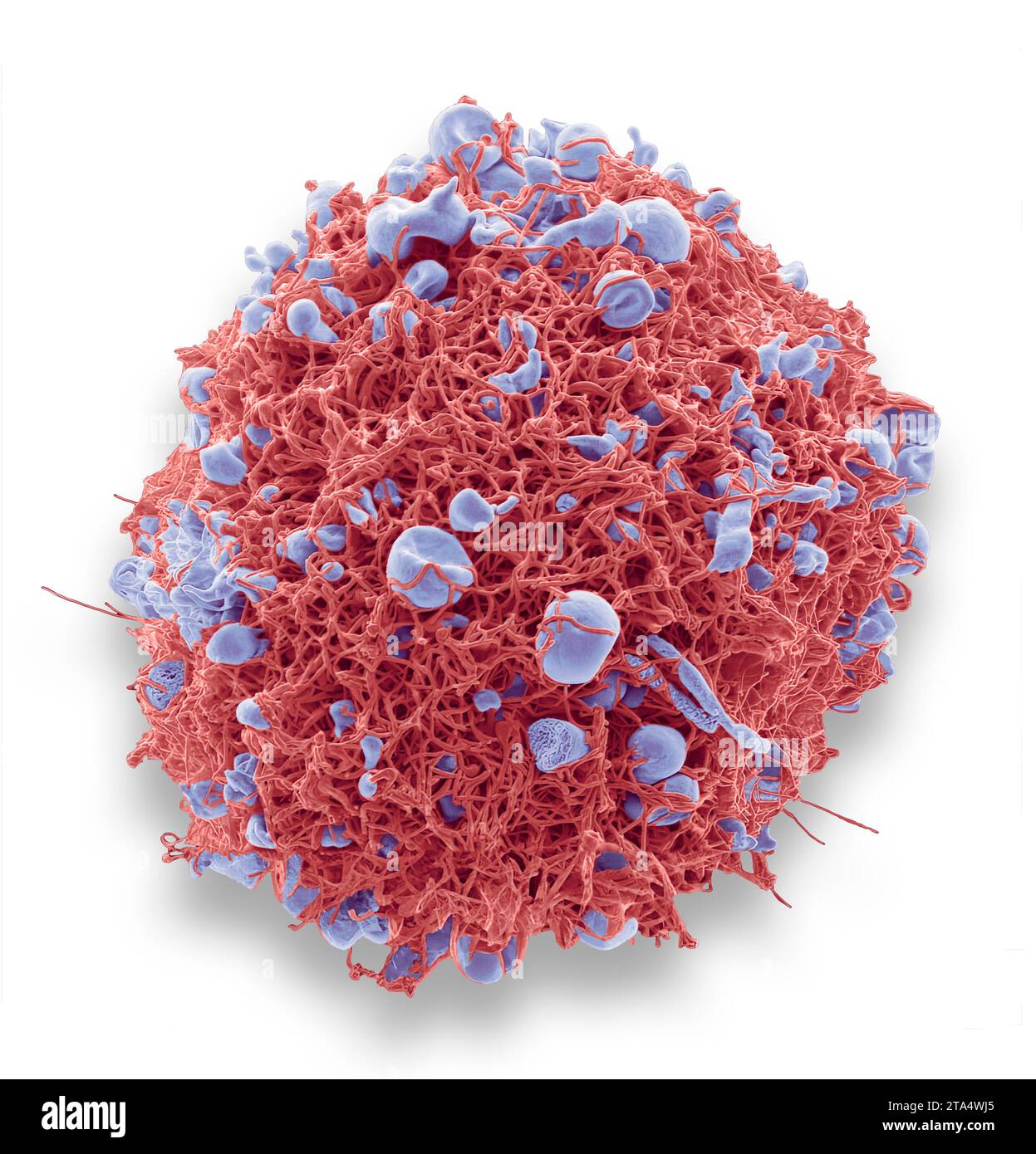 Respiratory Syncytial Virus, SEM Stock Photo - Alamy