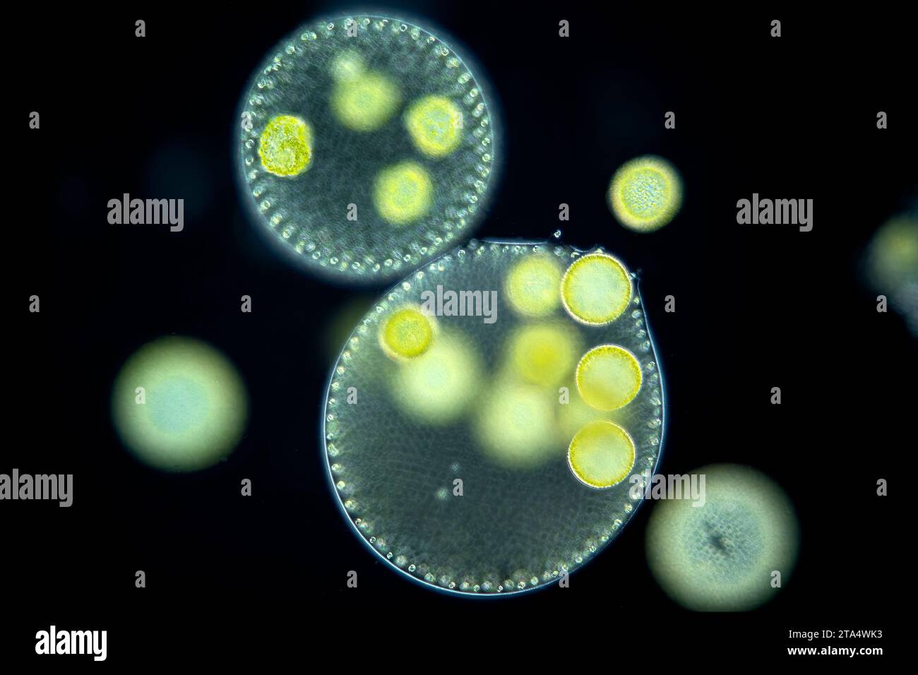 Volvox algae, light micrograph Stock Photo - Alamy