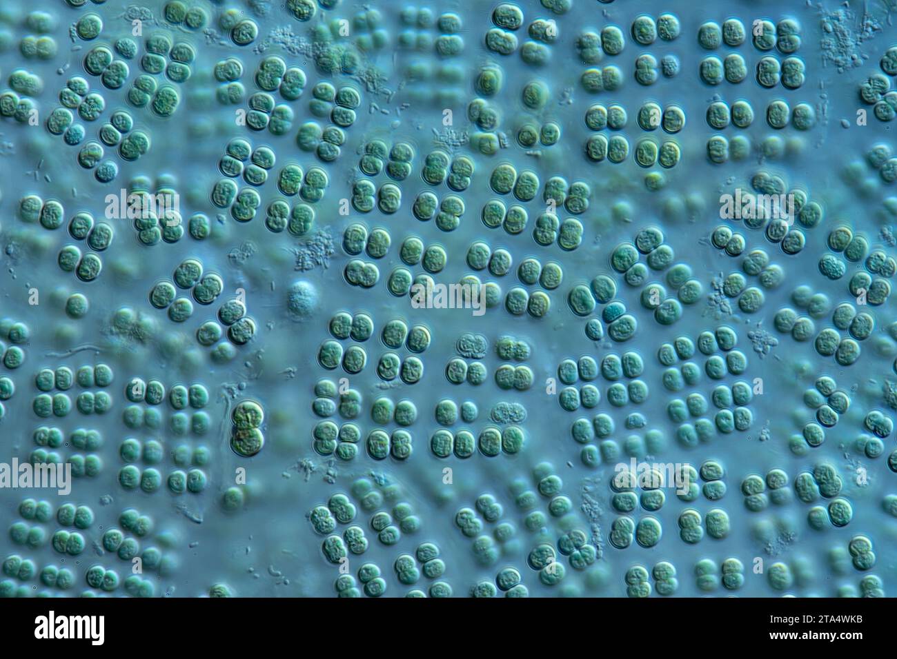 Merismopedia algae, light micrograph Stock Photo - Alamy