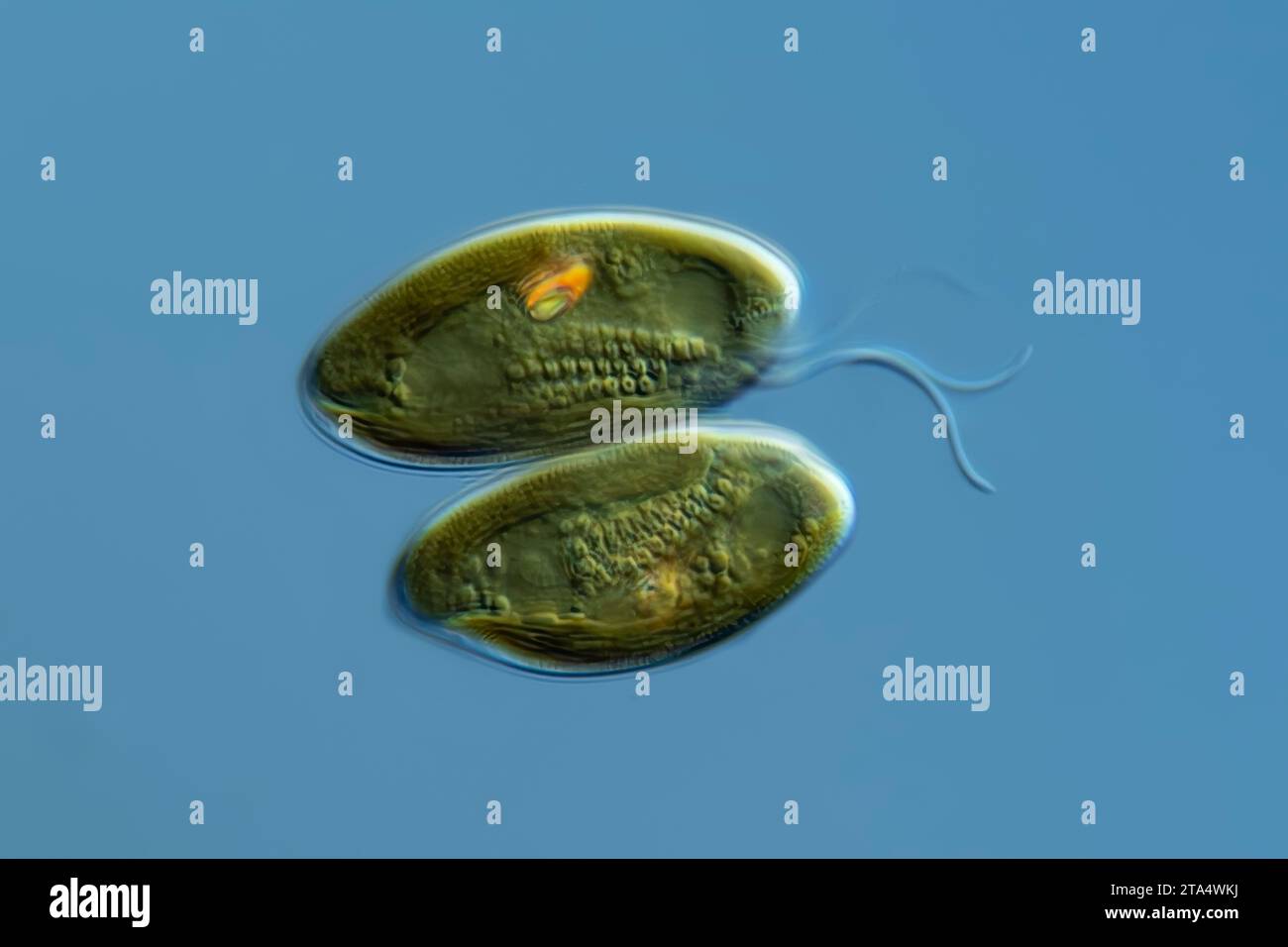 Cryptomonas algae, light micrograph Stock Photo - Alamy