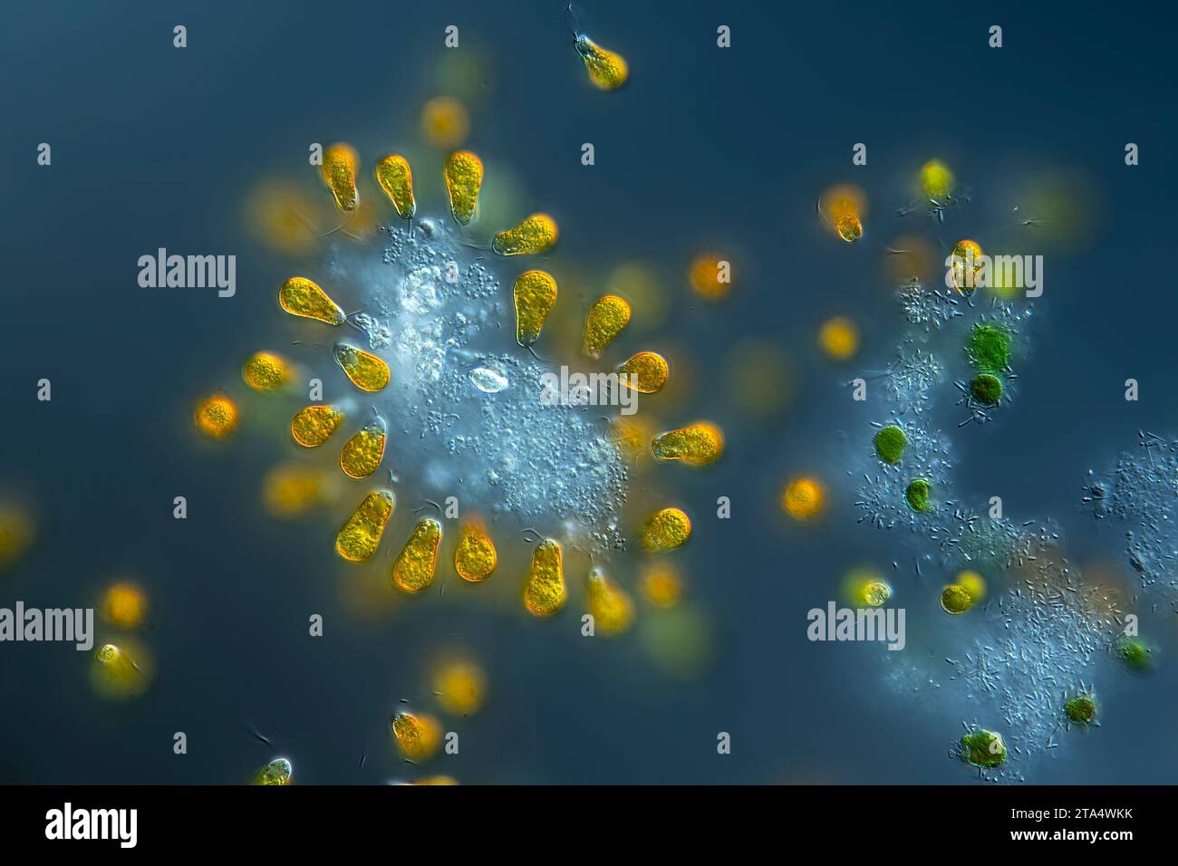 Dunaliella salina algae, light micrograph Stock Photo - Alamy