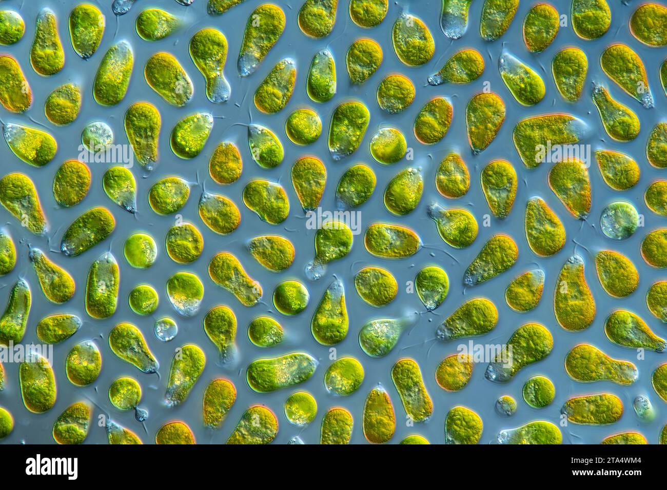 Dunaliella salina algae, light micrograph Stock Photo - Alamy