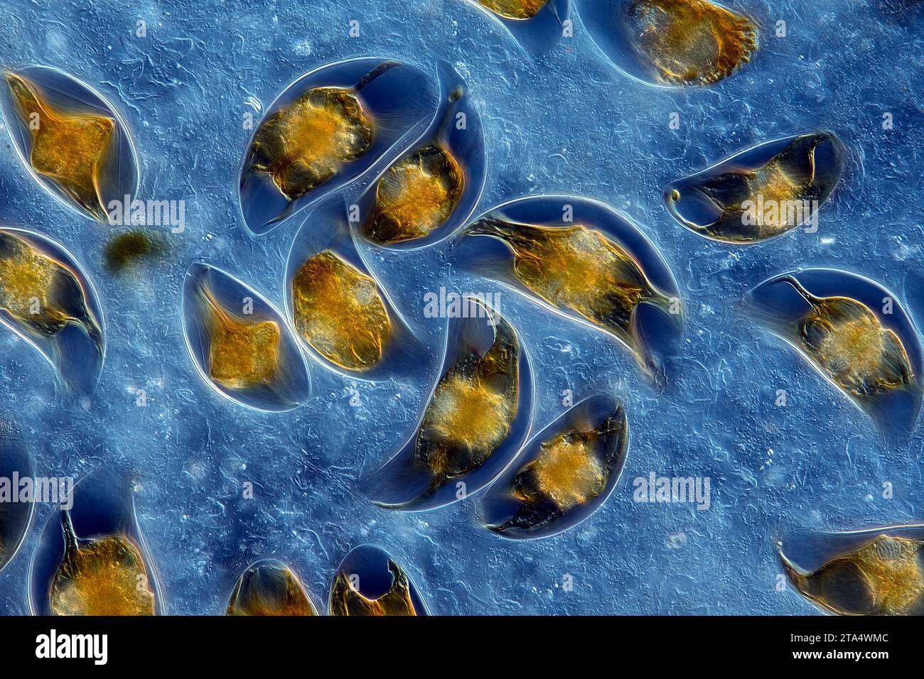 Pyrocystis lunula algae, light micrograph Stock Photo - Alamy