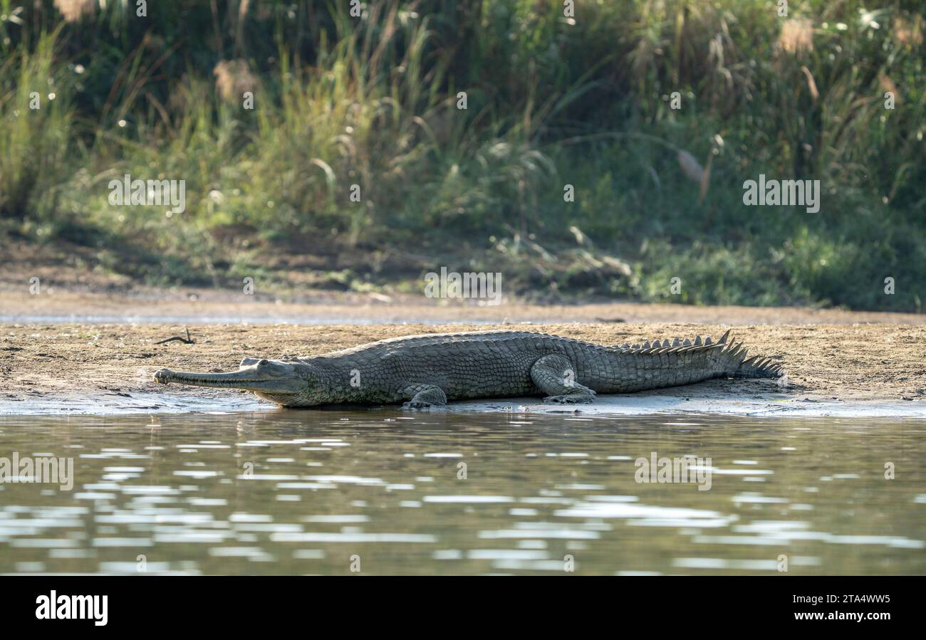 Gharial swimming hi-res stock photography and images - Alamy