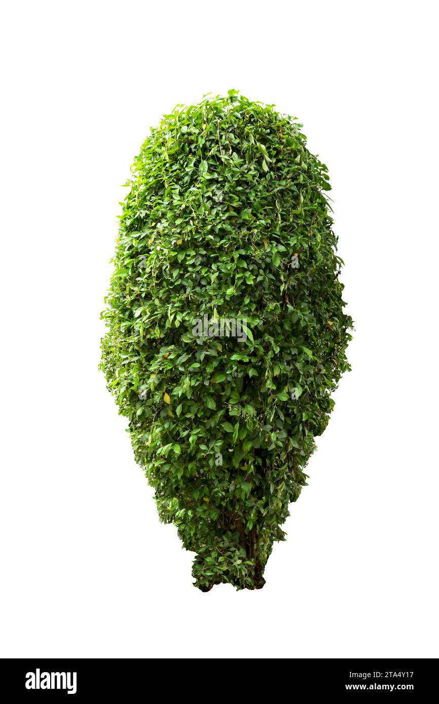 Green bush isolated over white background Stock Photo - Alamy