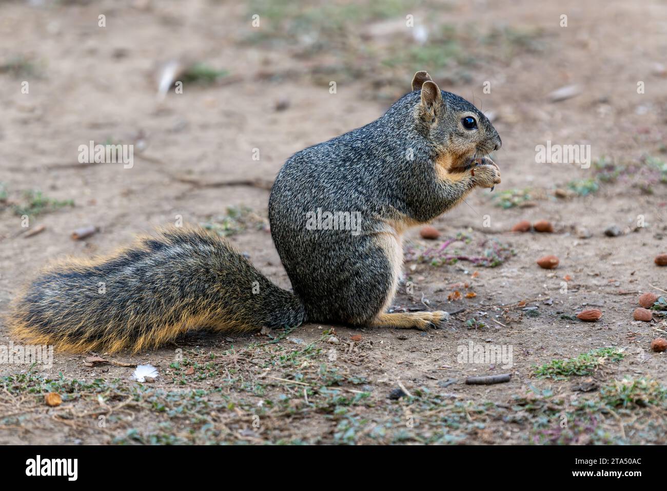 Ibalboa hi-res stock photography and images - Alamy