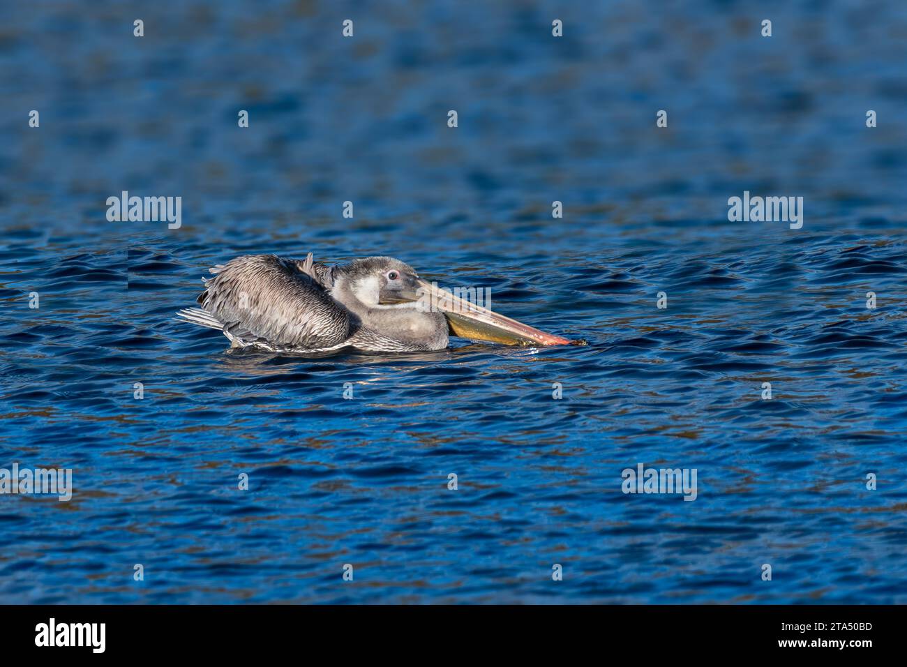 California Brown Pelican ( Pelecanus occidentalis californicus) in ...