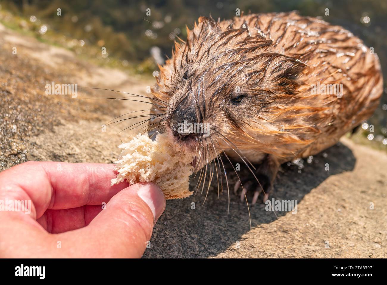 Muskrat eats bread from human hand. Human hand is feeding Muskrat ...