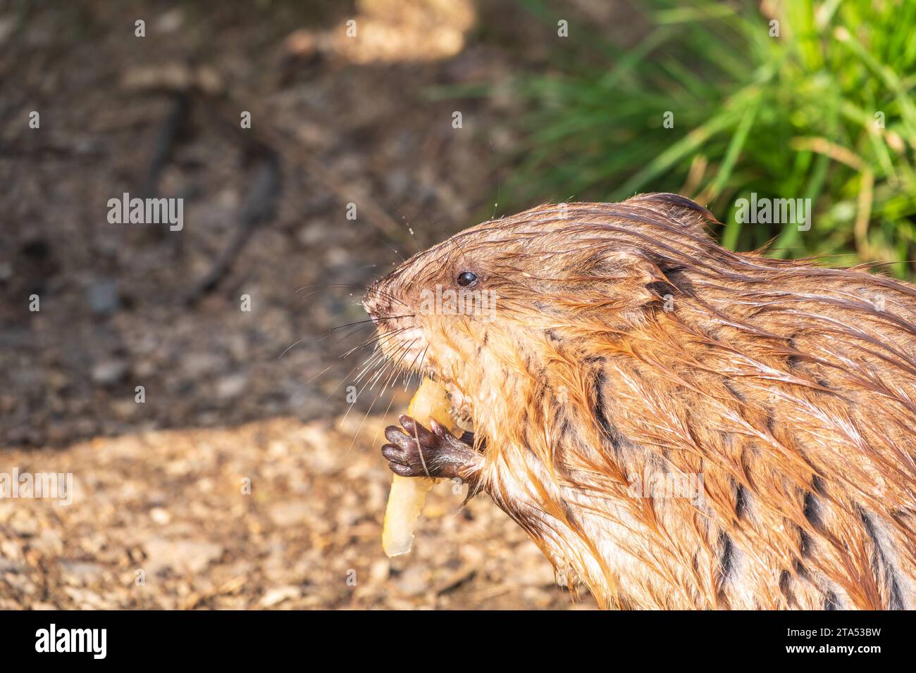 Wild animal Muskrat, Ondatra zibethicuseats, eats on the river bank. Muskrat, Ondatra zibethicus ...