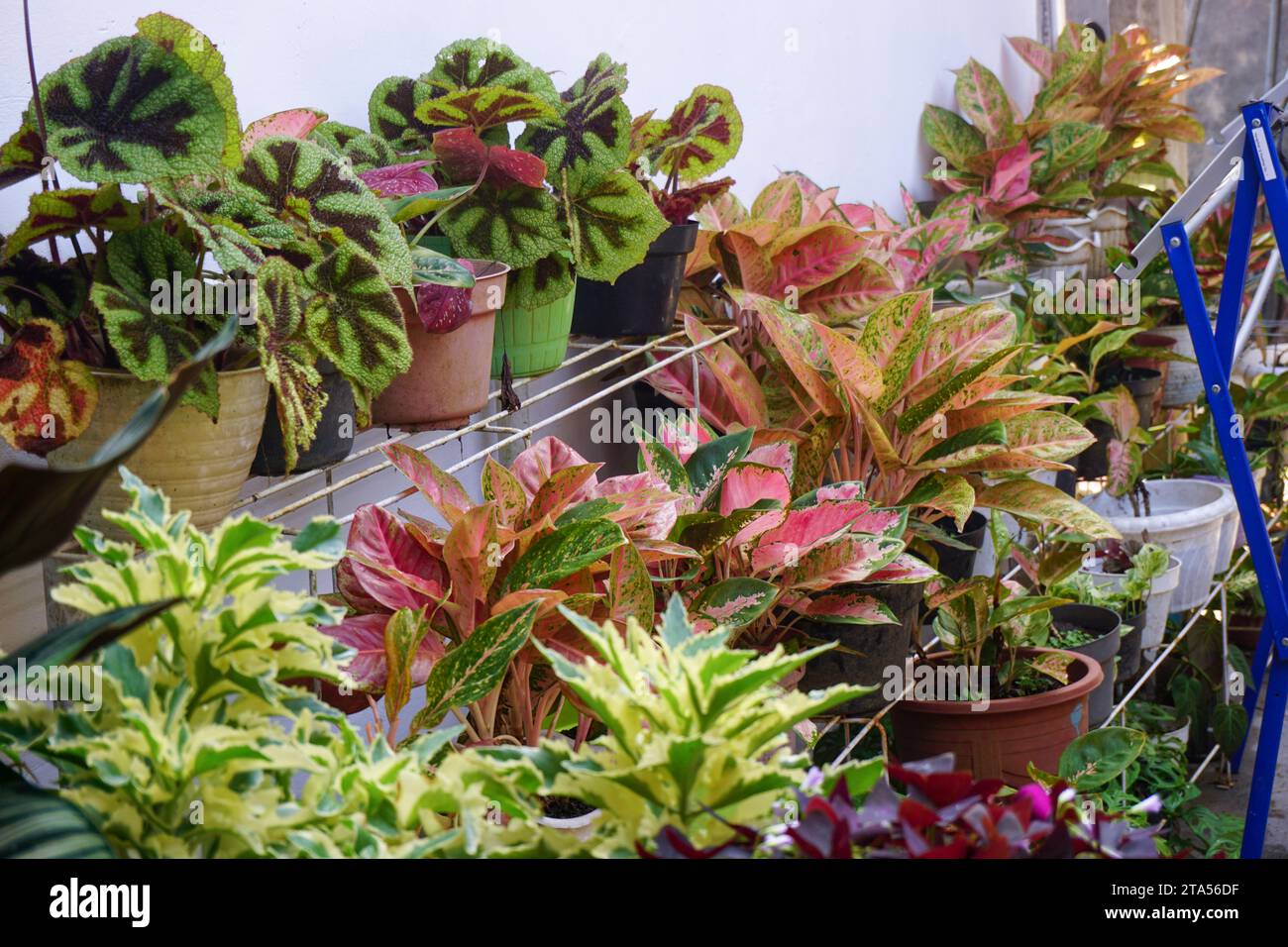 Stock photo of modern home garden composition filled with many ...