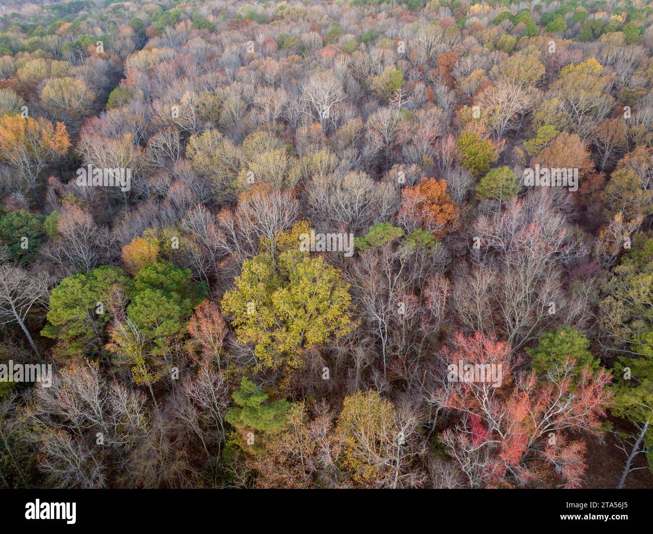late November aerial view of a forest on a shore of the Tennessee River ...