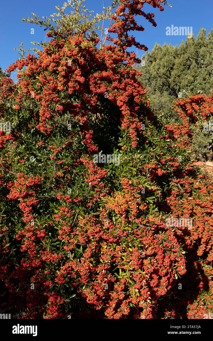 Victory pyracantha hi-res stock photography and images - Alamy