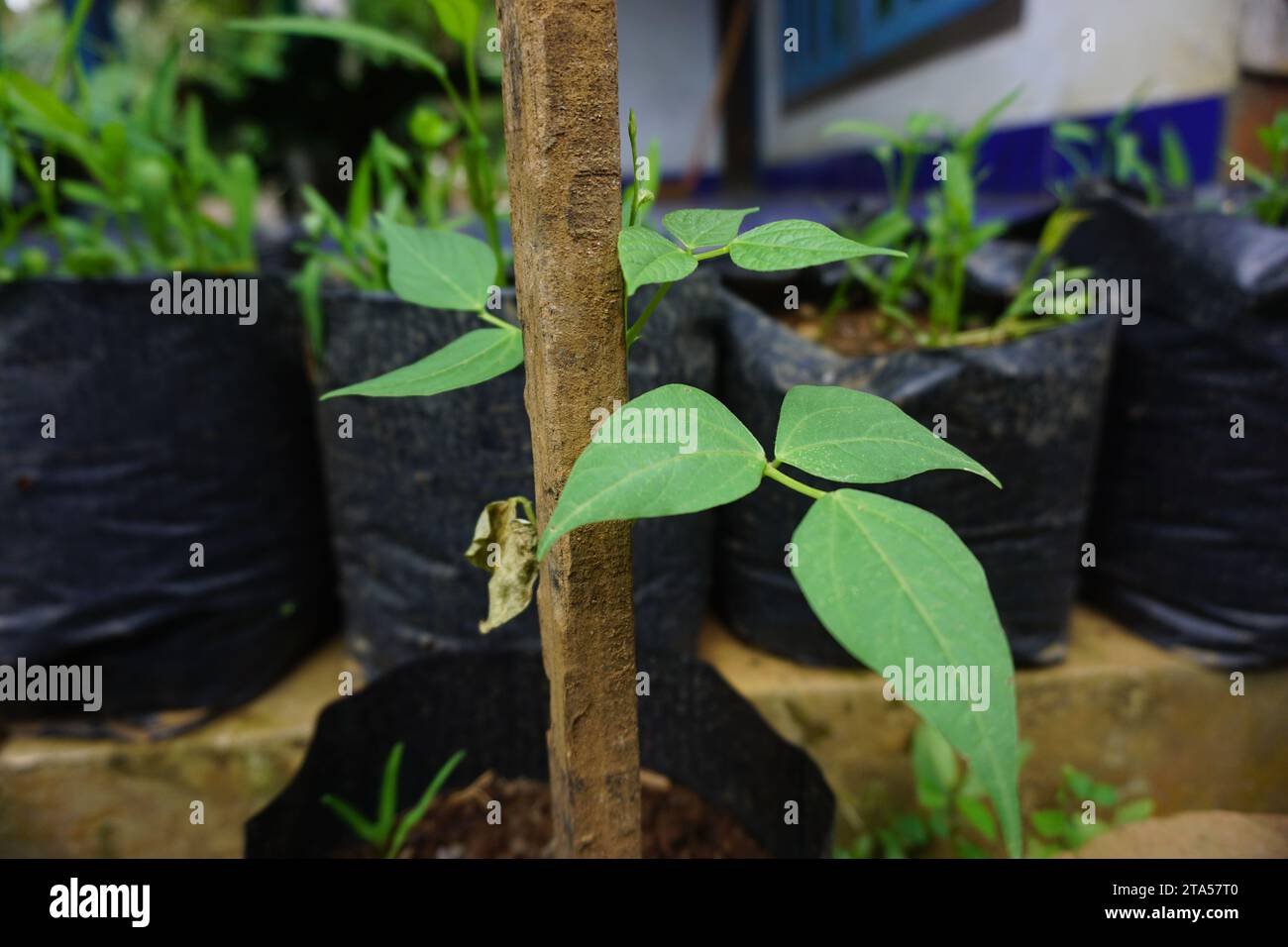 Stock photo of modern home garden composition filled with many ...