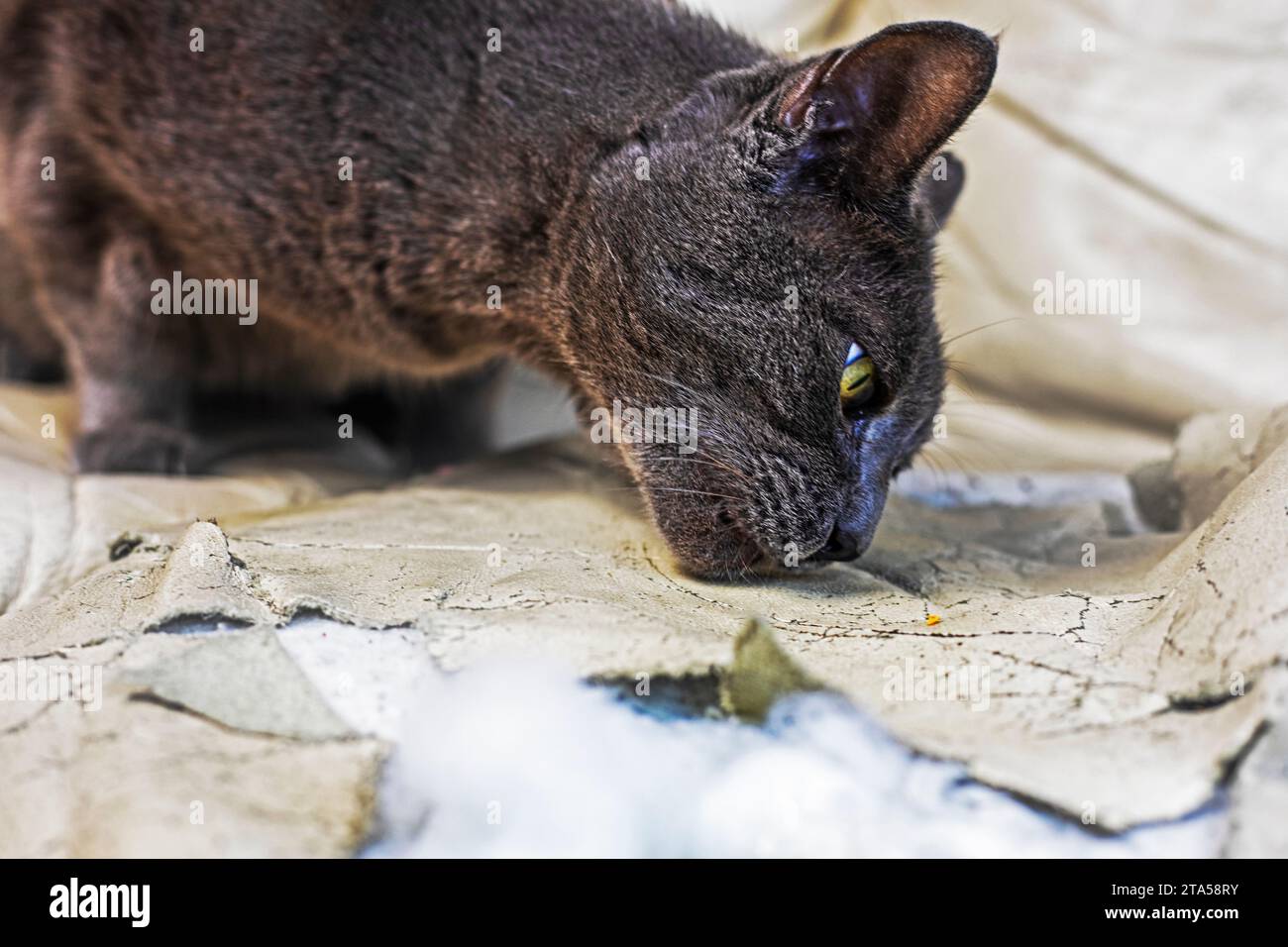 Pets disapproval hi-res stock photography and images - Alamy