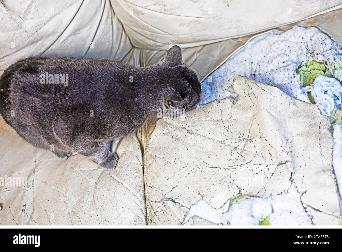 dissatisfied American Burmese cat lies on a torn leather sofa. Things ...