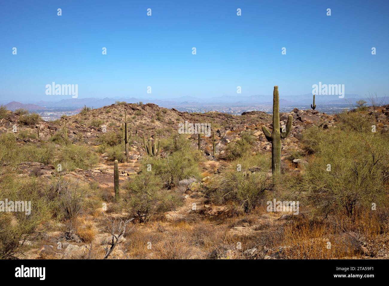 Wildlife, Giant Saguaro Cactus in Phoenix, Arizona. Happy Birthday or ...