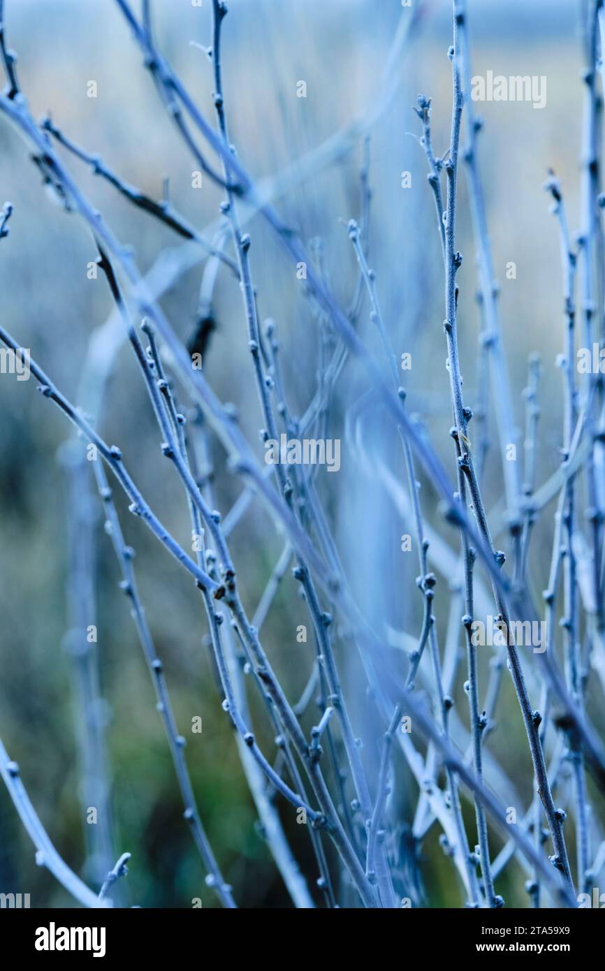 Autumn natural background of dry shrub branches Stock Photo - Alamy