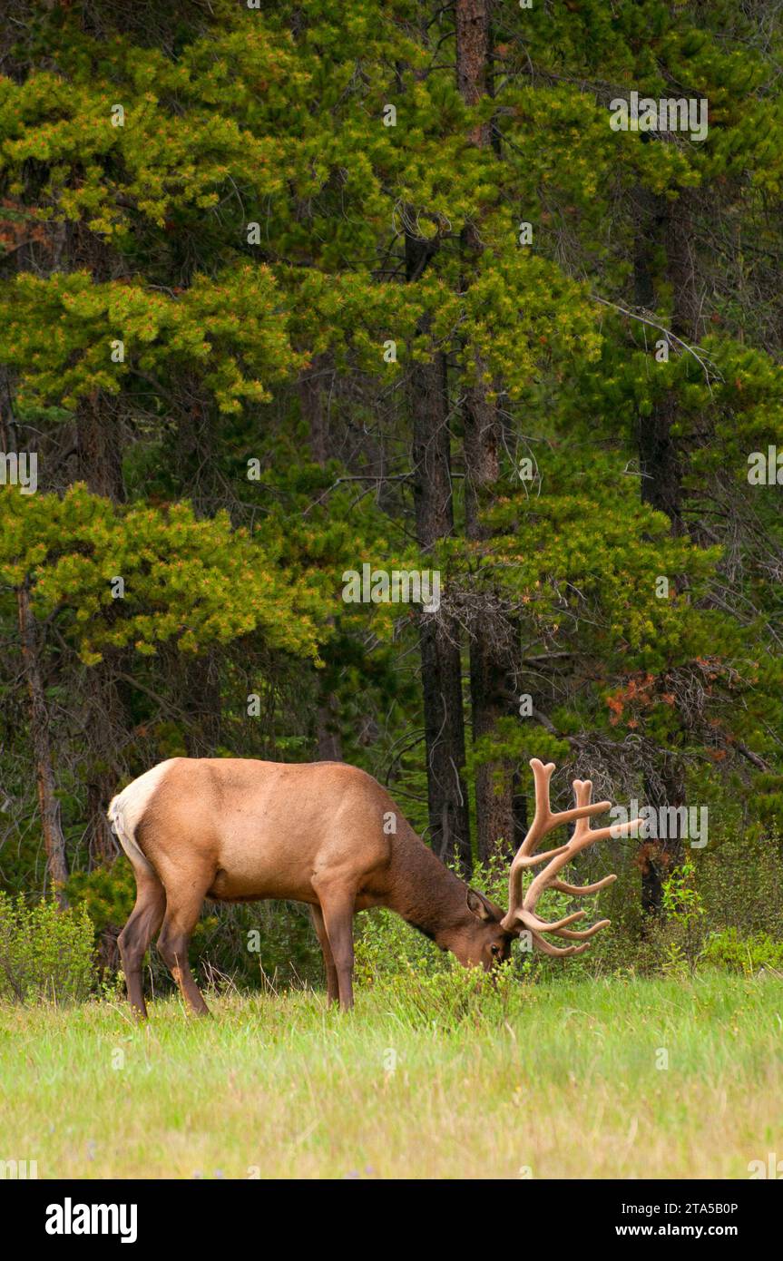 Rocky Mountain elk, Banff National Park, Alberta, Canada Stock Photo ...