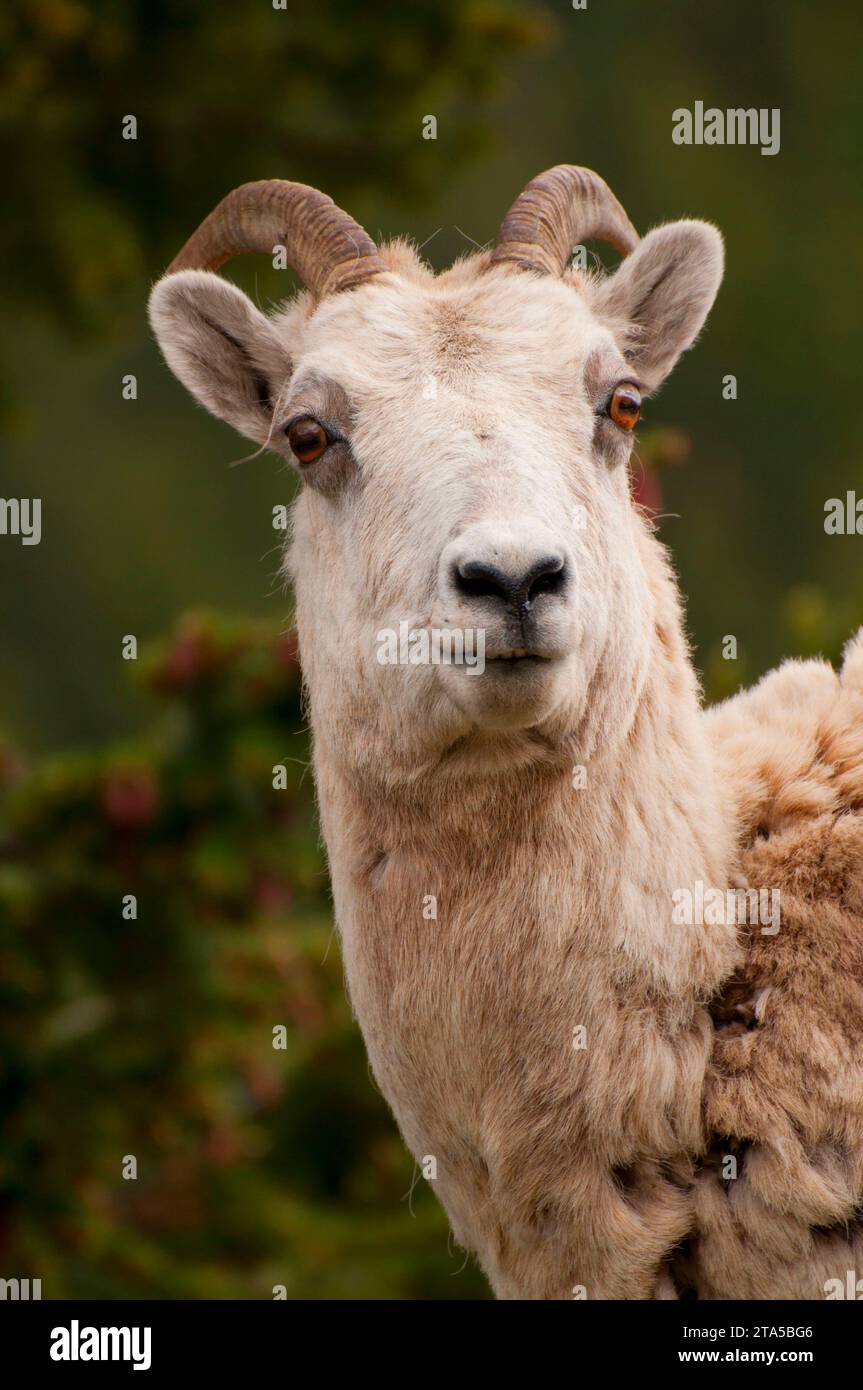 Bighorn sheep, Banff National Park, Alberta, Canada Stock Photo - Alamy